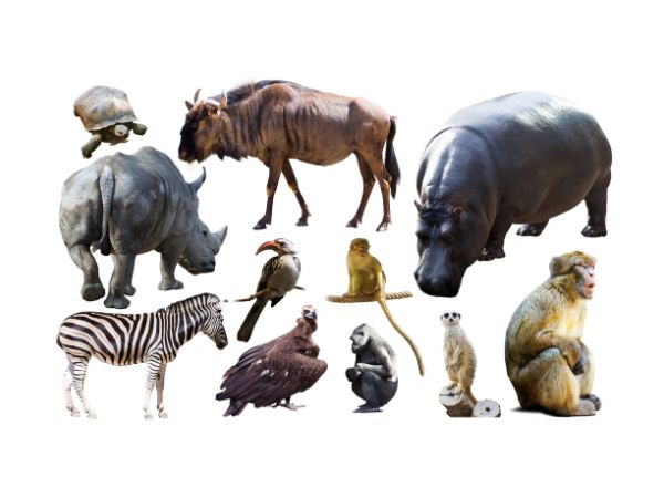 50 Animals Quiz Questions and Answers to Test Your Knowledge